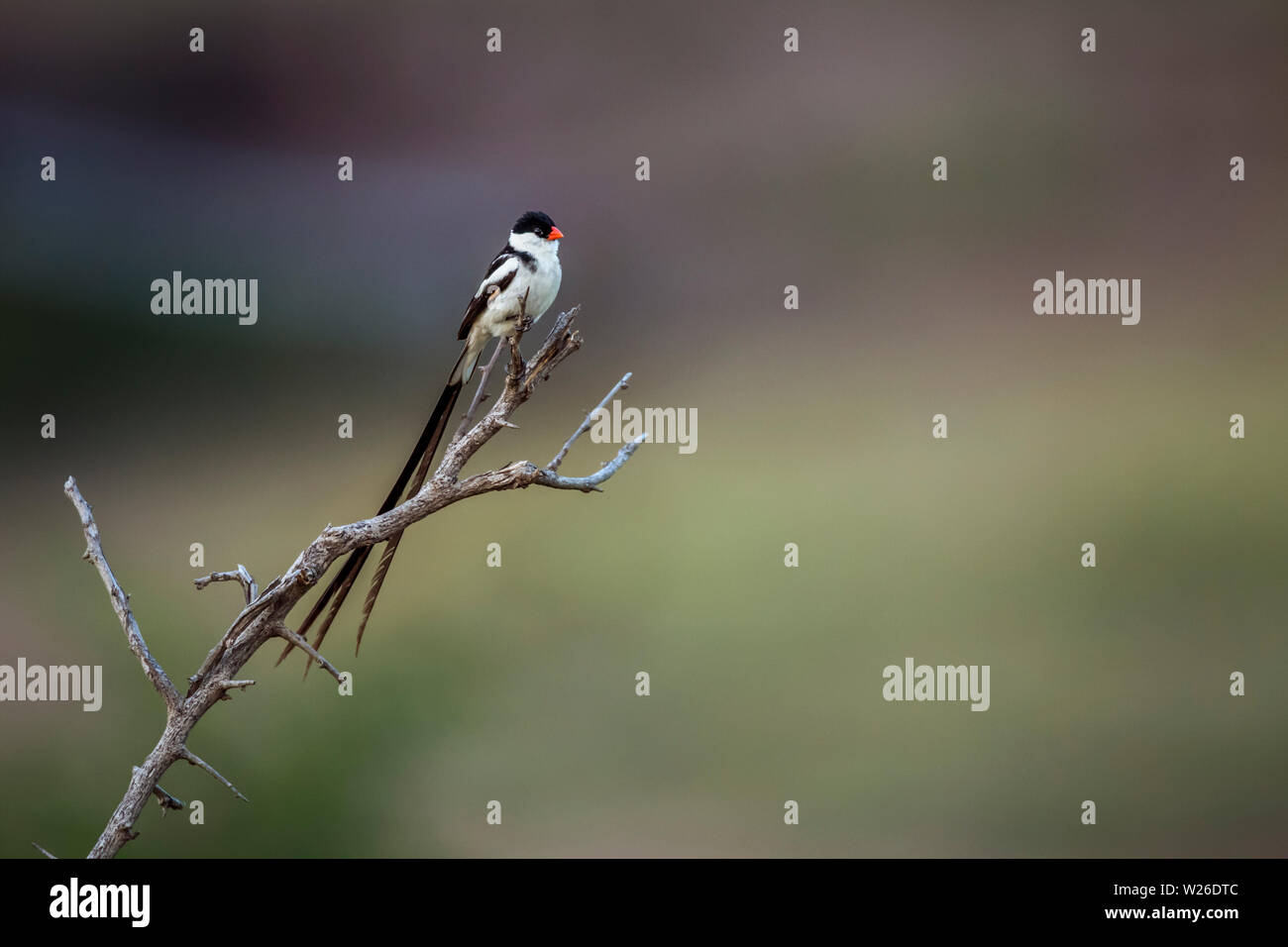 Pin-tailed Whydah in Kruger National park, South Africa ; Specie Vidua ...