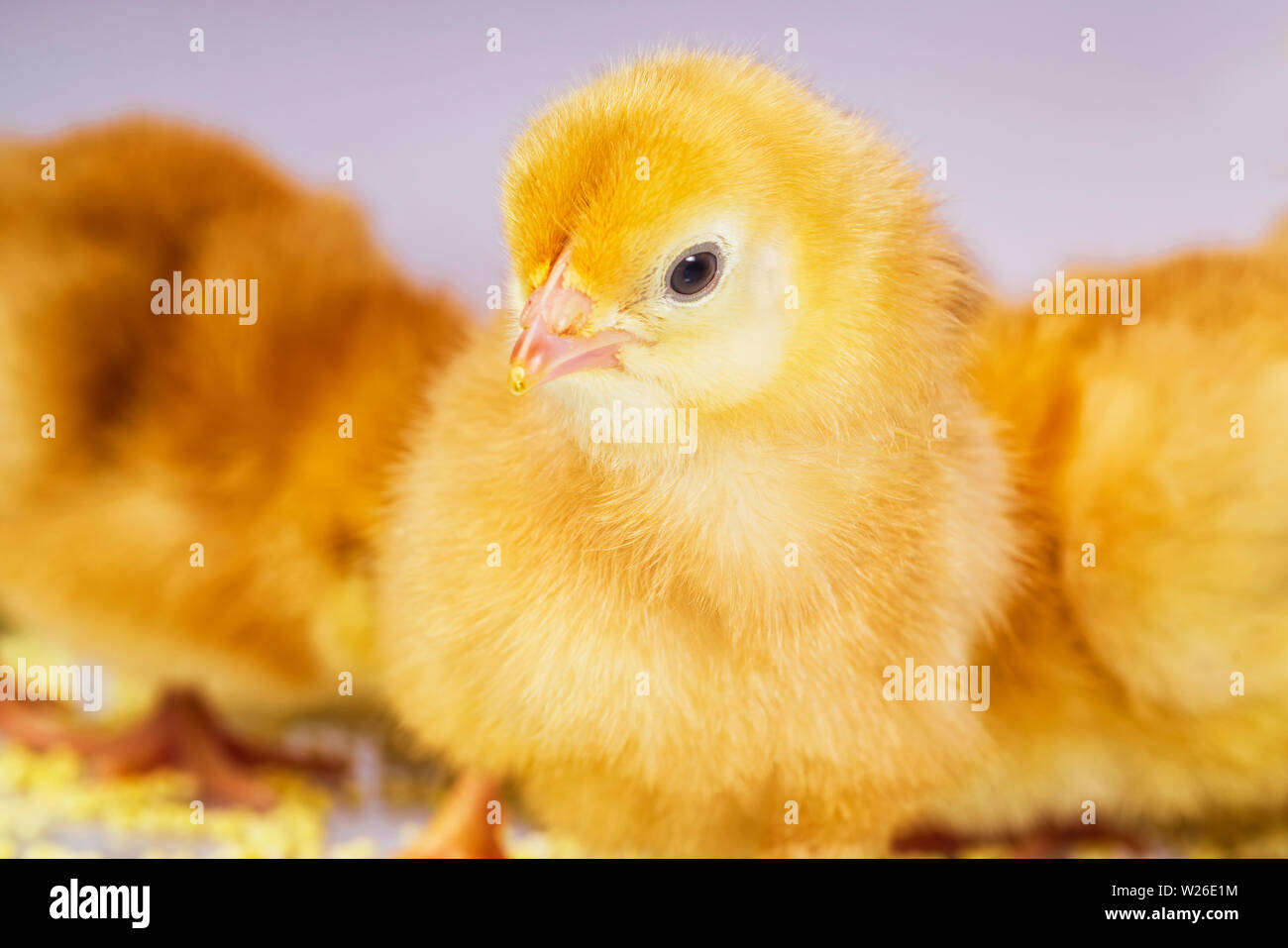 Yellow chick hi-res stock photography and images - Alamy