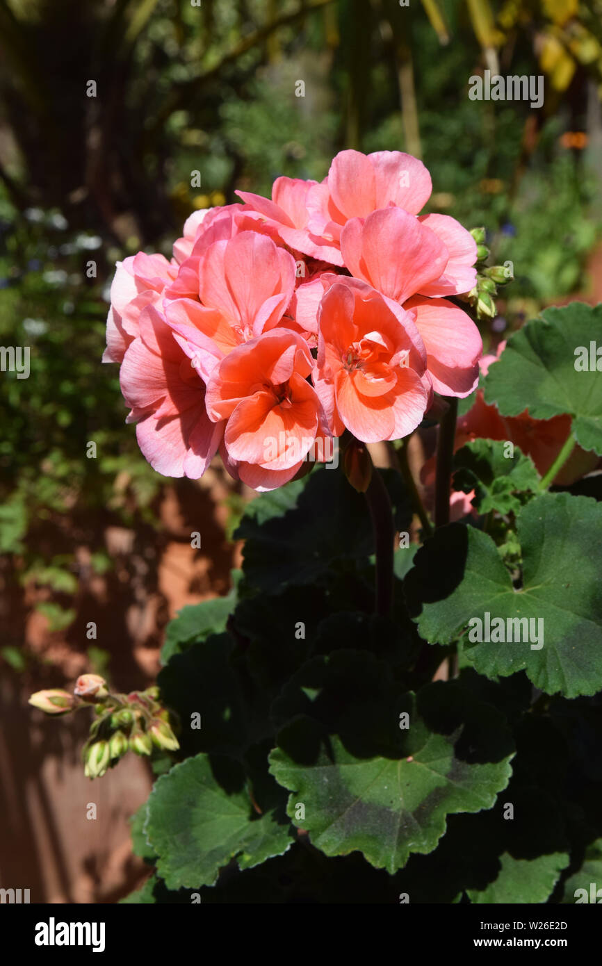 Peach pot hi-res stock photography and images - Alamy