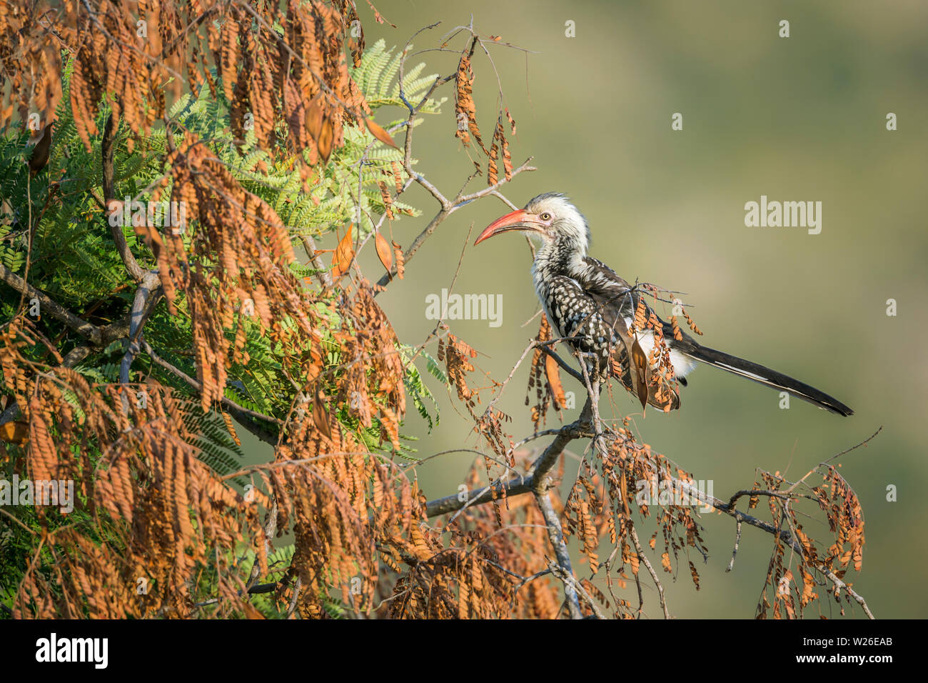 Southern Red billed Hornbill isolated in natural background in Kruger ...