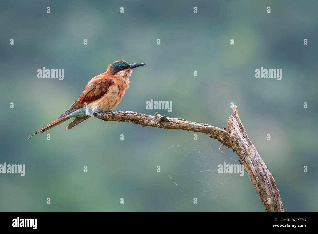 Southern Carmine Bee-eater isolated in blur background in Kruger ...