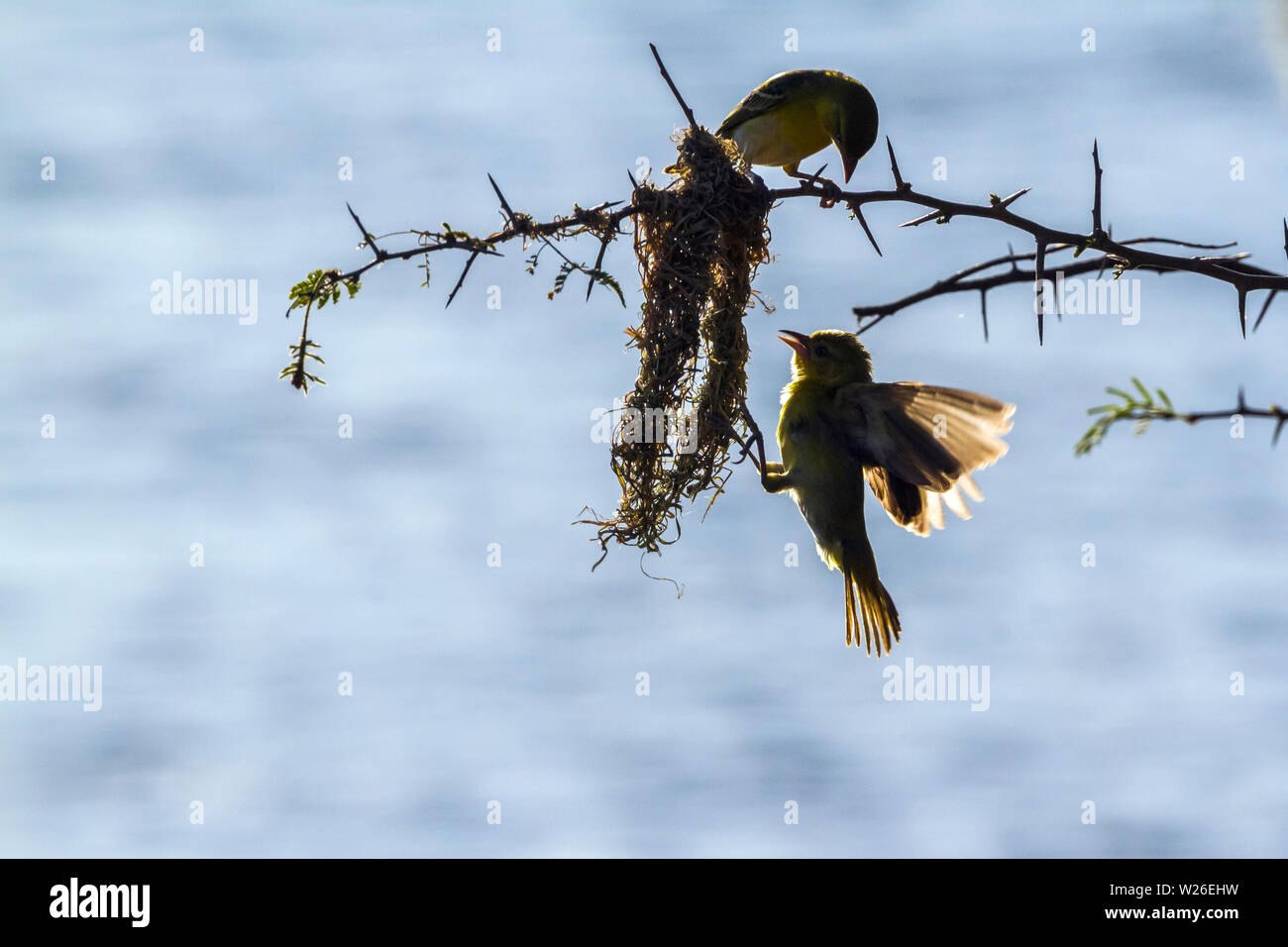 Spectacled Weaver building nest in Kruger National park, South Africa ...
