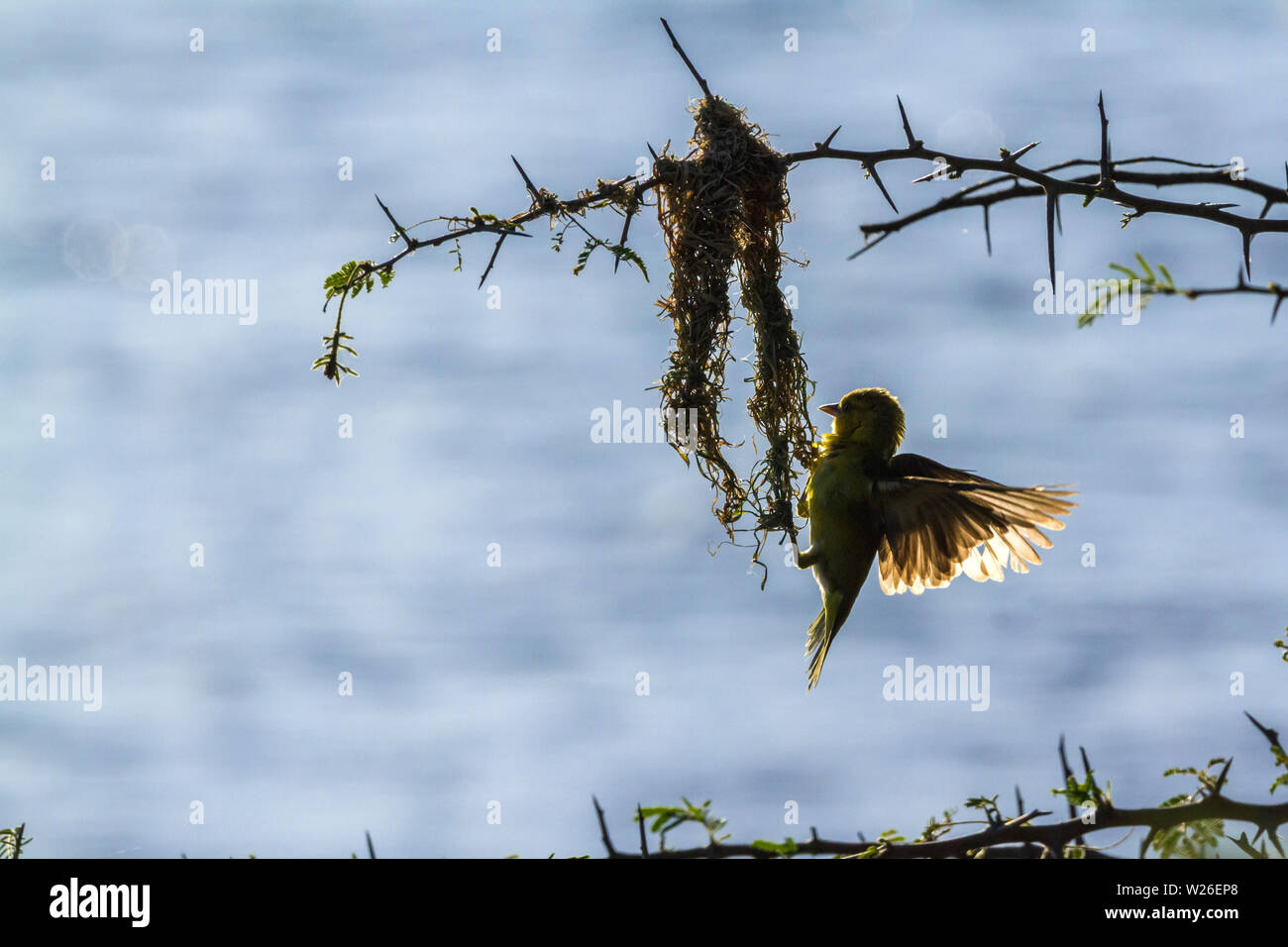 Spectacled Weaver building nest in Kruger National park, South Africa ...