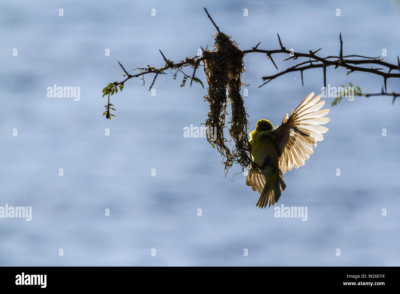 Spectacled Weaver building nest in Kruger National park, South Africa ...