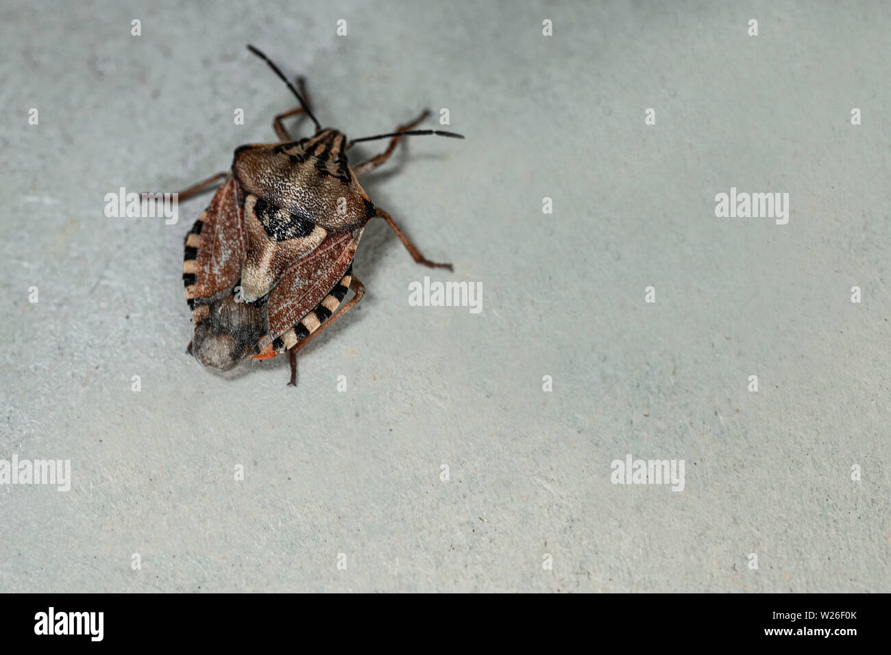 Brown marmorated stink bugs hi-res stock photography and images - Alamy