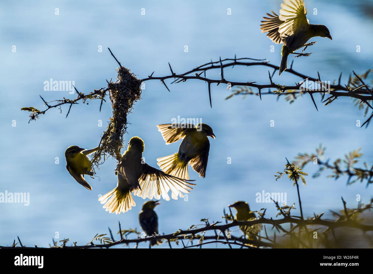 Small group of Spectacled Weaver building nest in Kruger National park ...