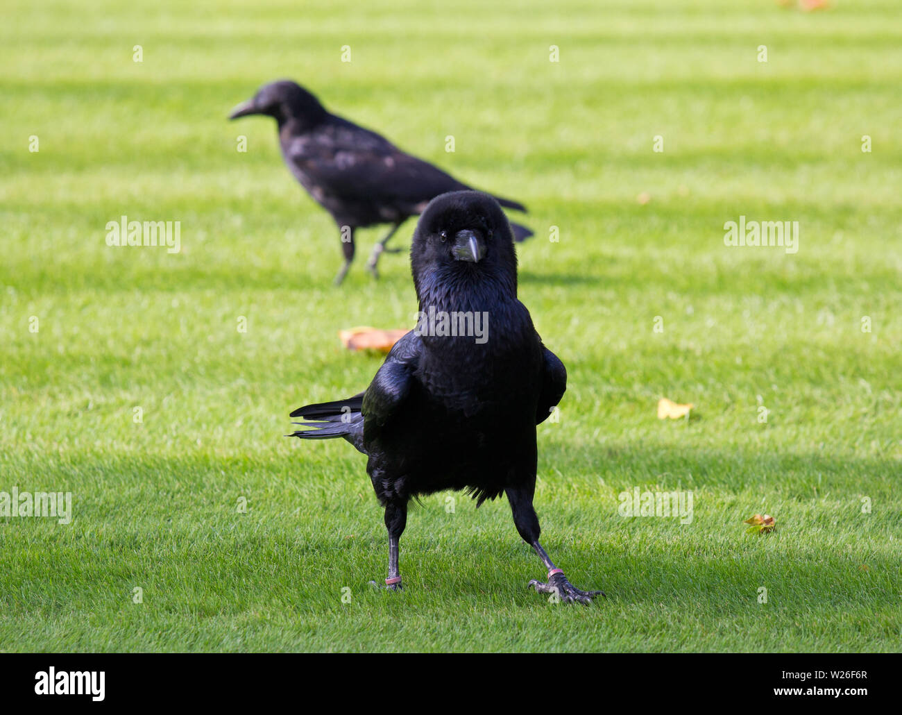 Closeup portrait of famous black raven of the Tower of London, UK on ...