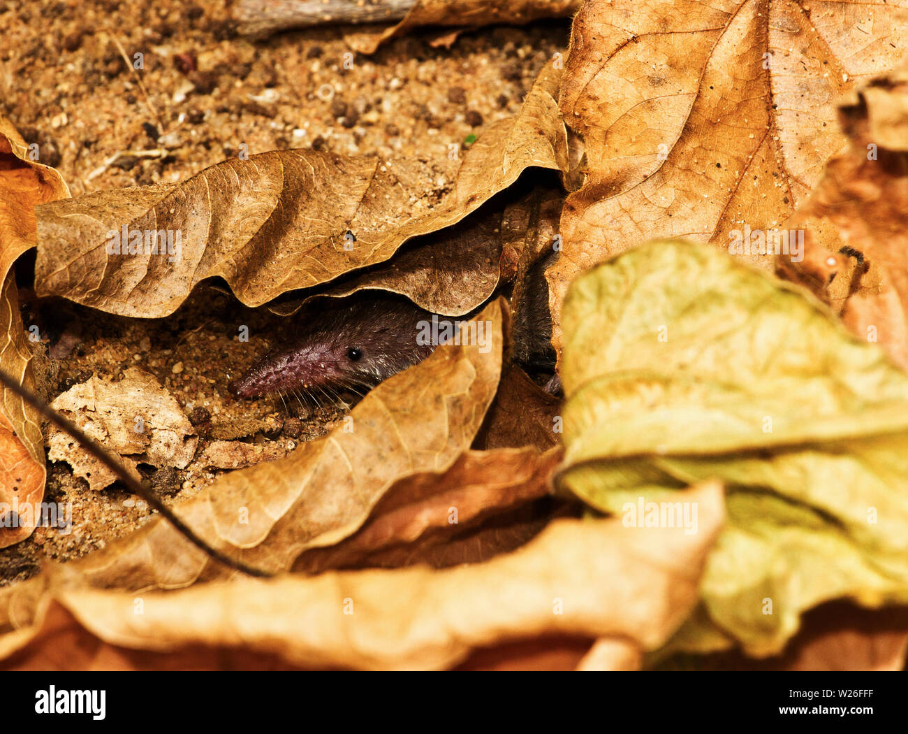 Soricomorpha hi-res stock photography and images - Alamy