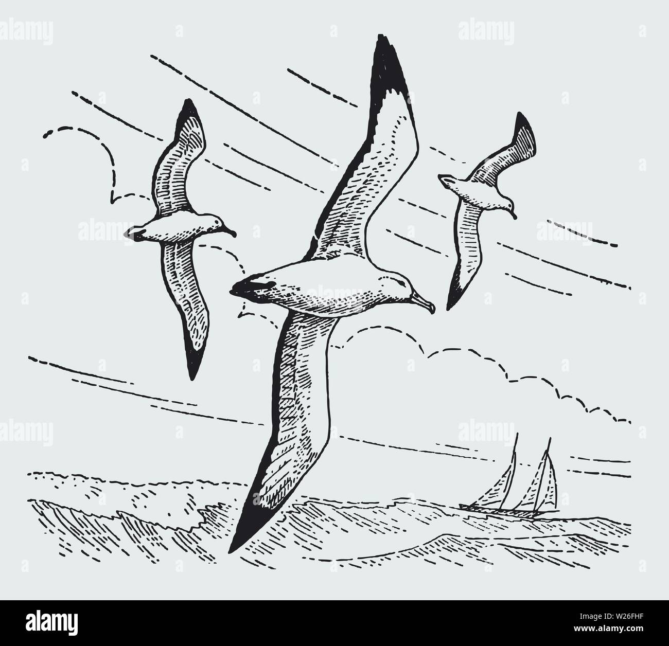 Three wandering albatrosses (diomedea exulans) flying over the sea ...