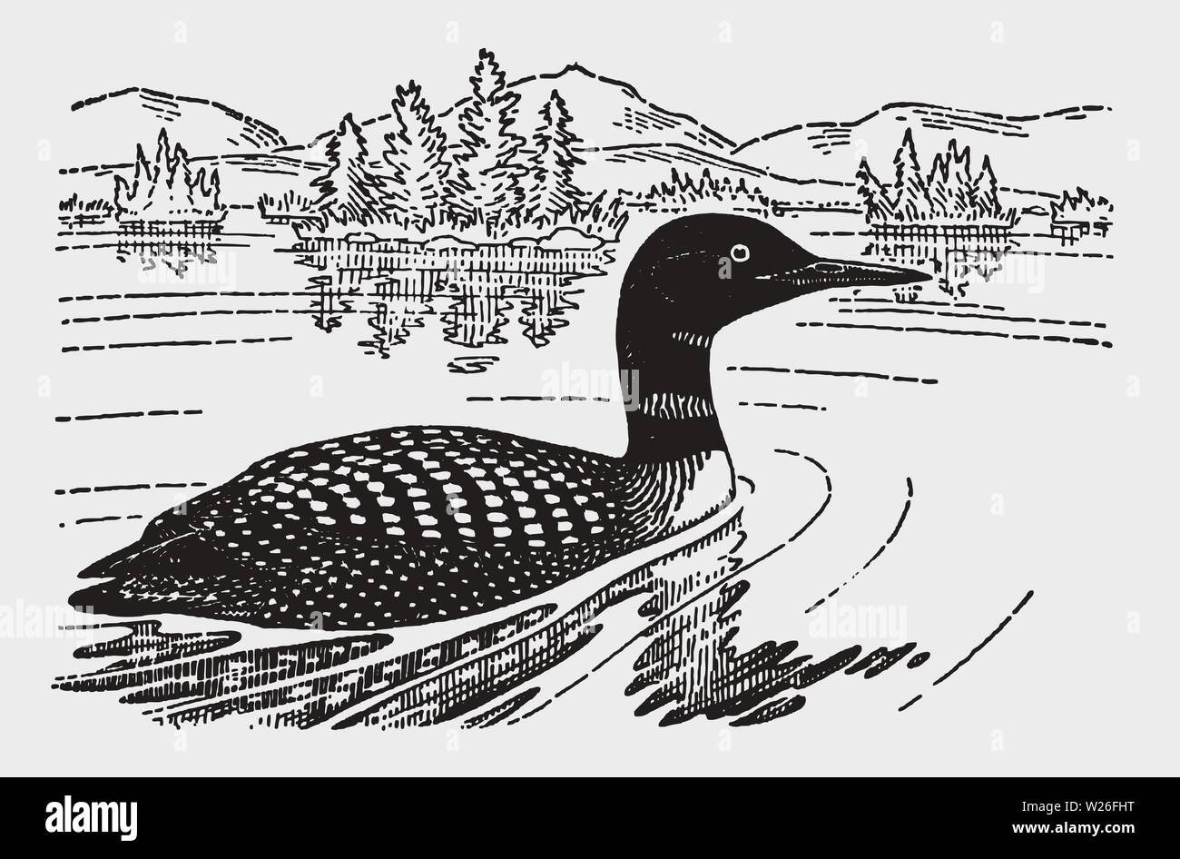 Common loon or great northern diver (gavia immer) swimming on a lake ...