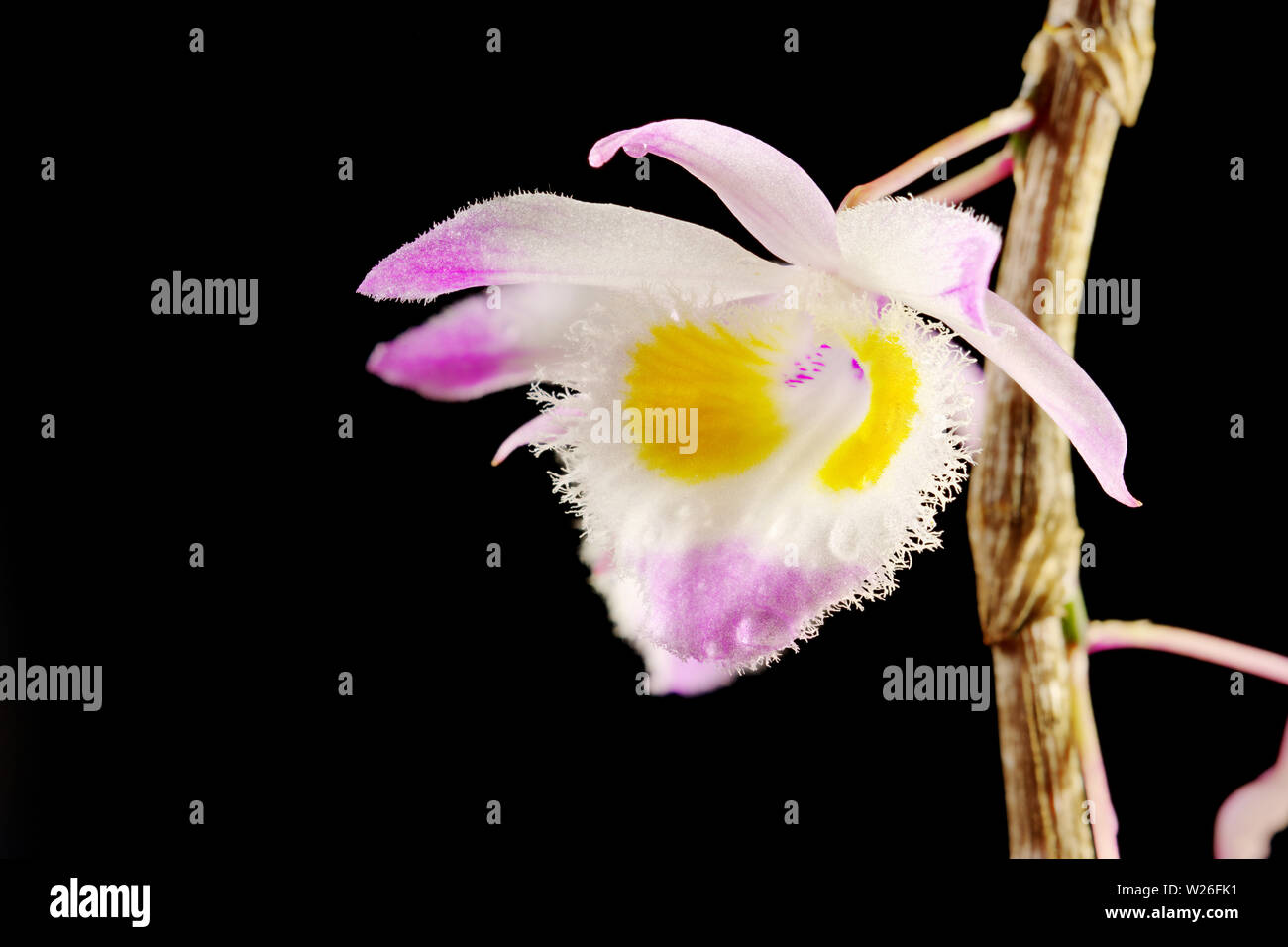 flower of endrobium Stock Photo - Alamy
