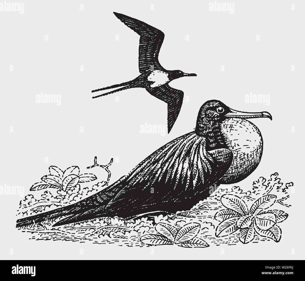 Frigate Stock Vector Images - Alamy