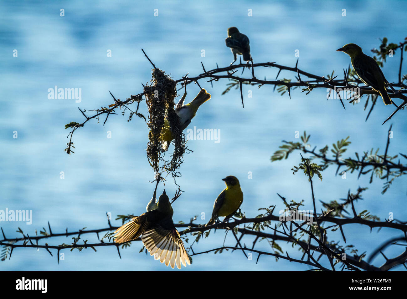 Small group of Spectacled Weaver building nest in Kruger National park ...