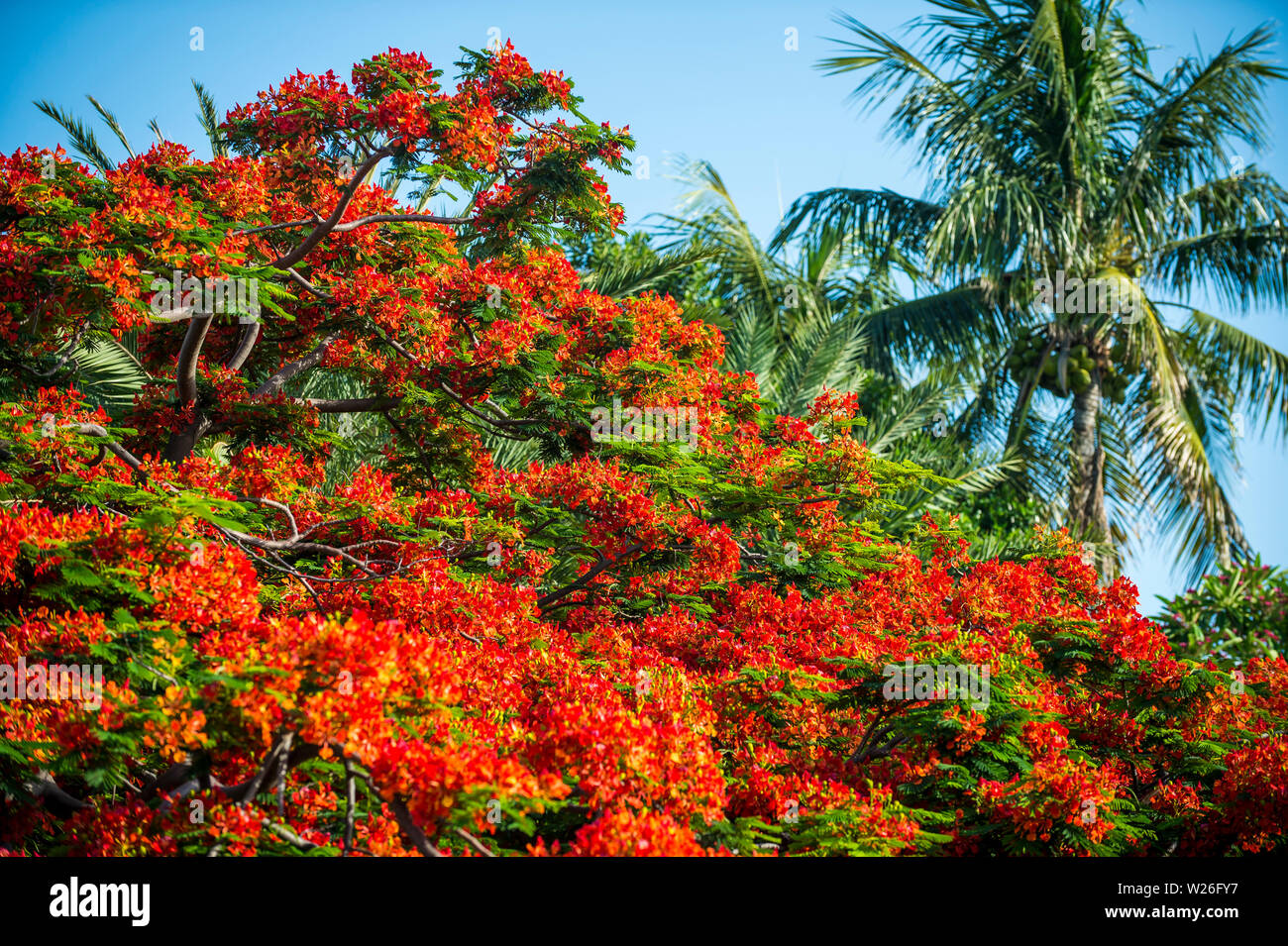 Close up of the bright red blossoms of the canopy of a flamboyant flame ...