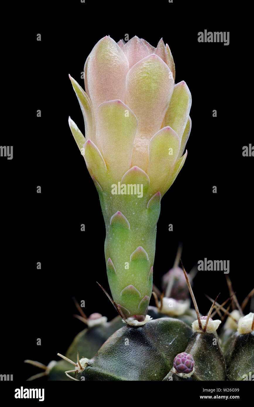 Pachypodium flower hi-res stock photography and images - Alamy