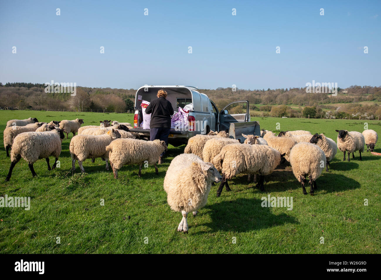 Easter lambing time hi-res stock photography and images - Alamy