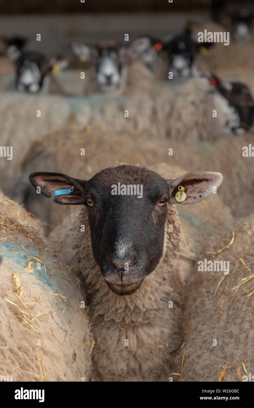 Sheep staring straight at viewer amongst others in a barn Stock Photo ...