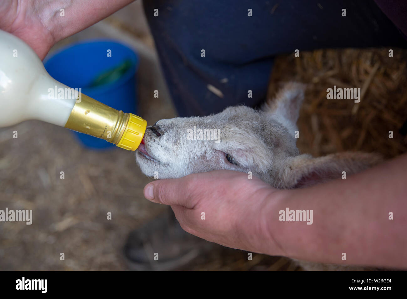 Bottle feeding milk to a new lamb Stock Photo - Alamy