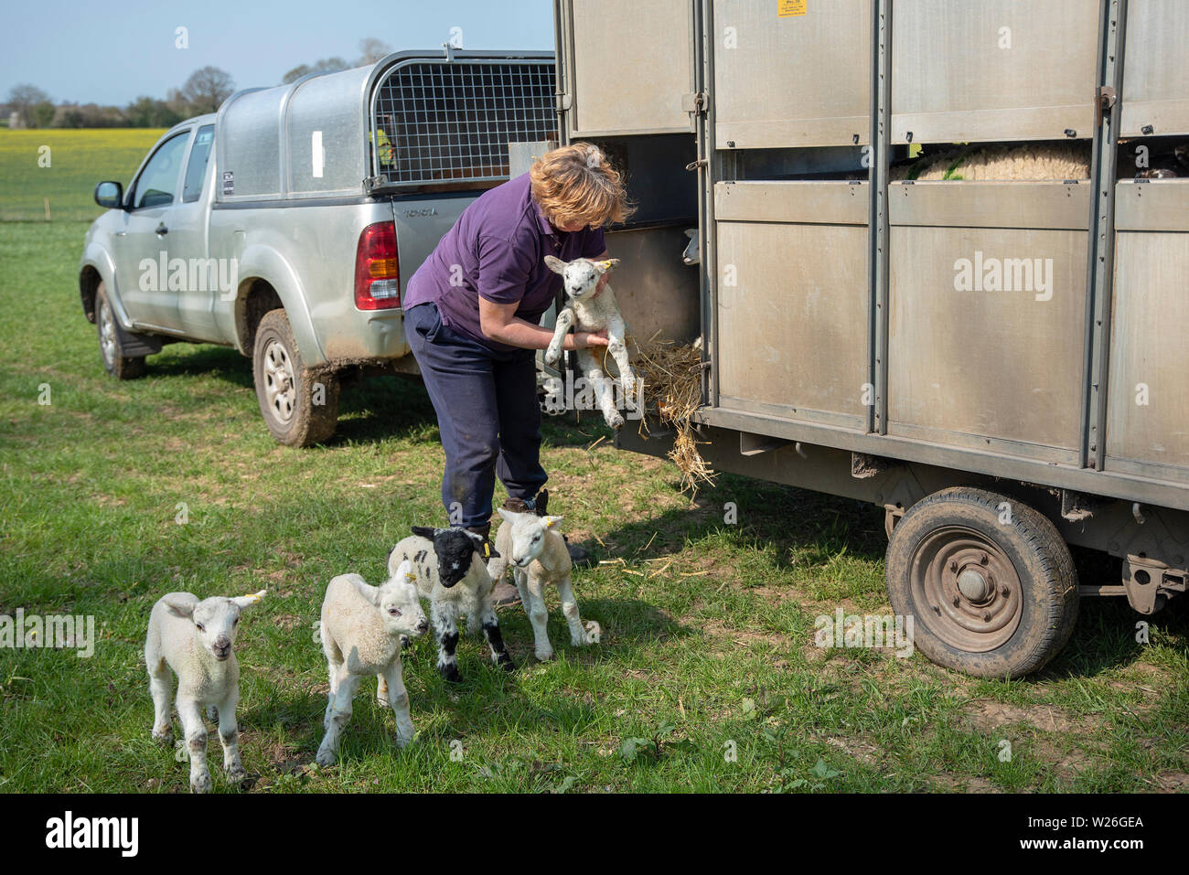Unloading Sheep High Resolution Stock Photography and Images - Alamy