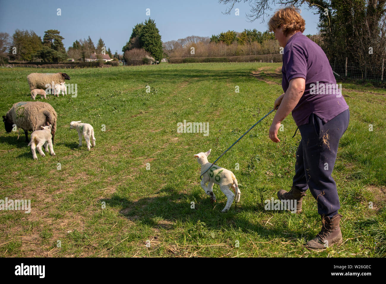 Young Shepherdess High Resolution Stock Photography and Images - Alamy