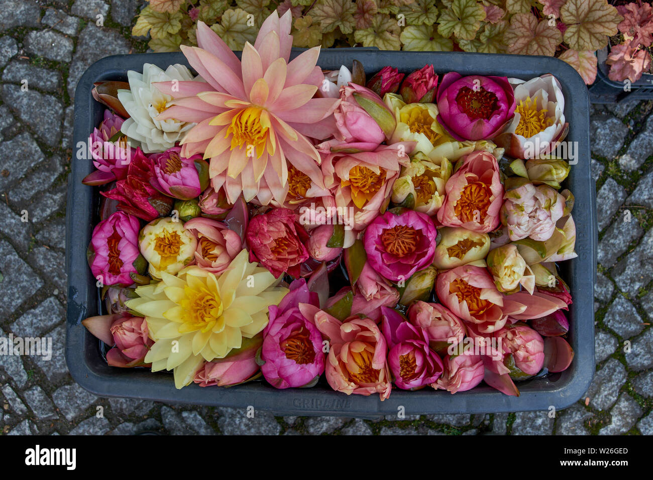 Many multicolor lilies hi-res stock photography and images - Alamy