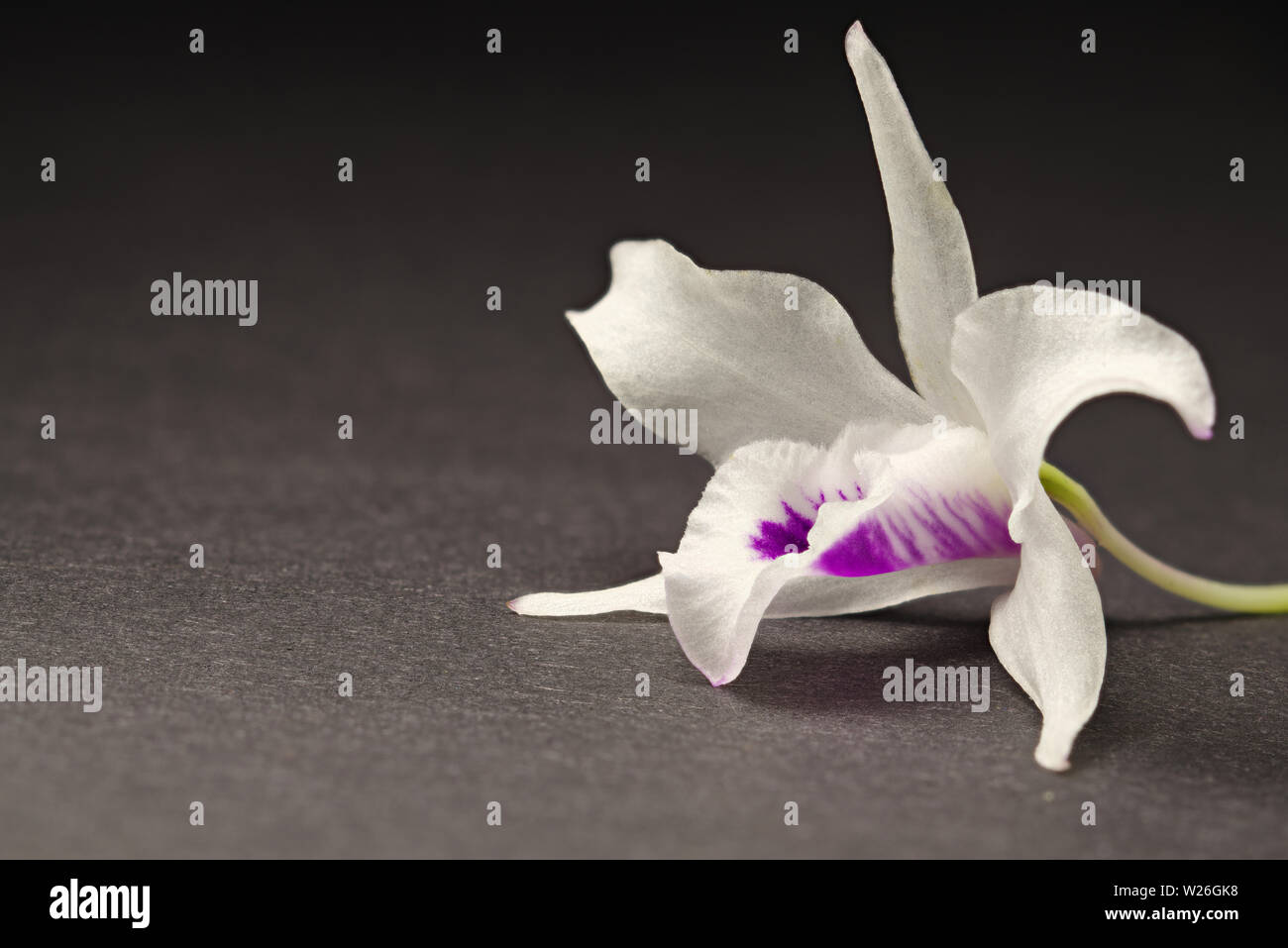 flower of endrobium Stock Photo - Alamy