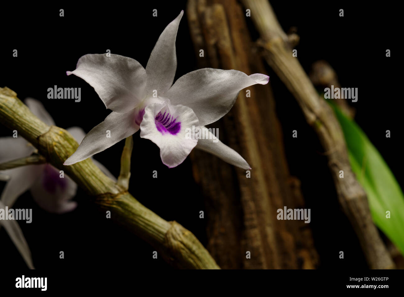 flower of endrobium Stock Photo - Alamy