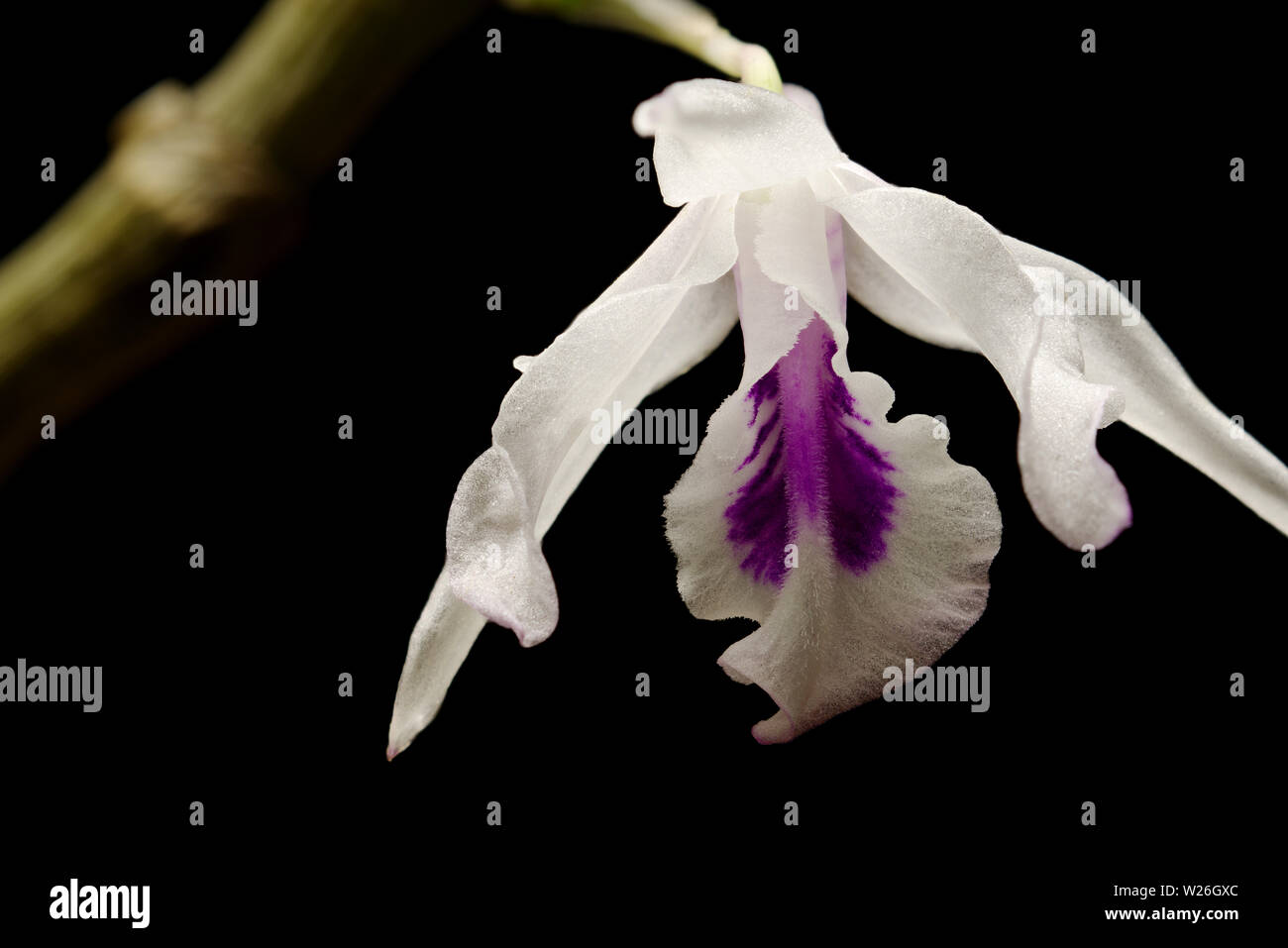 flower of endrobium Stock Photo - Alamy
