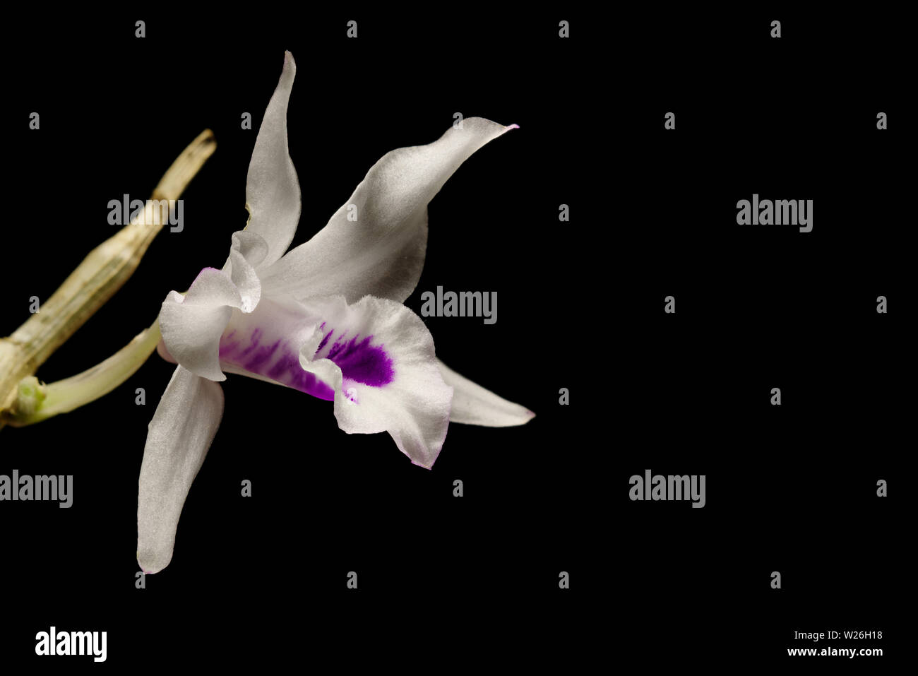 flower of endrobium Stock Photo - Alamy