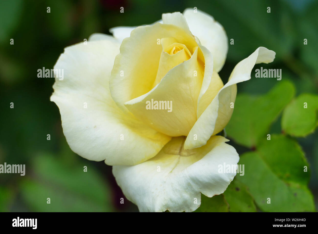 Elina rose hi-res stock photography and images - Alamy