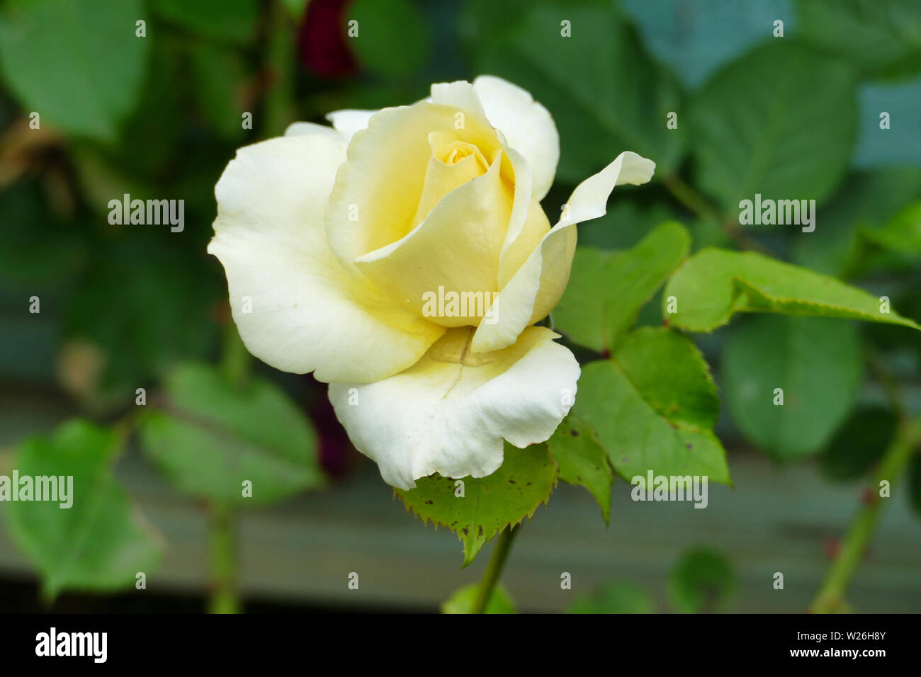 Elina hybrid tea rose hi-res stock photography and images - Alamy