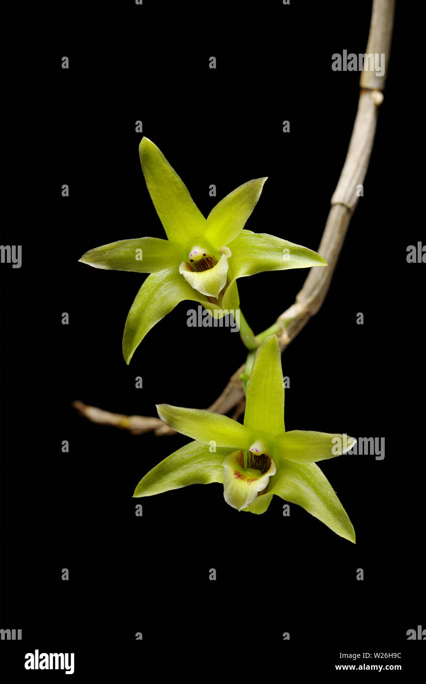 flower of endrobium Stock Photo - Alamy