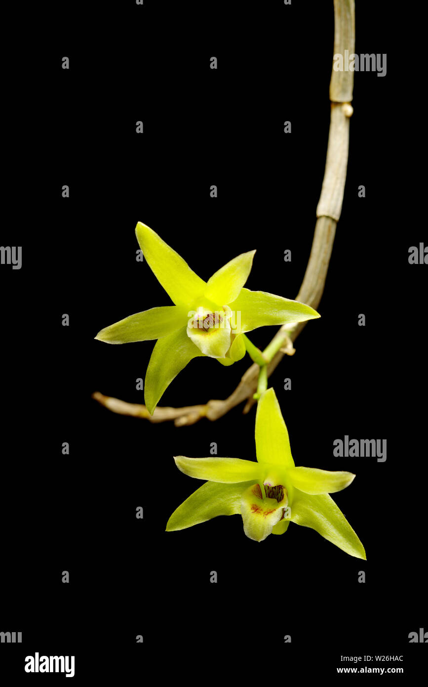 flower of endrobium Stock Photo - Alamy