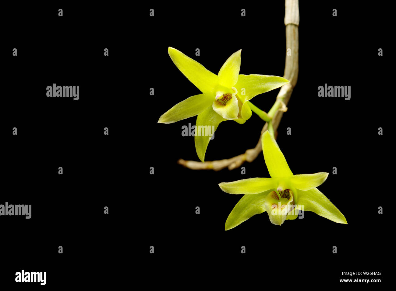 flower of endrobium Stock Photo - Alamy