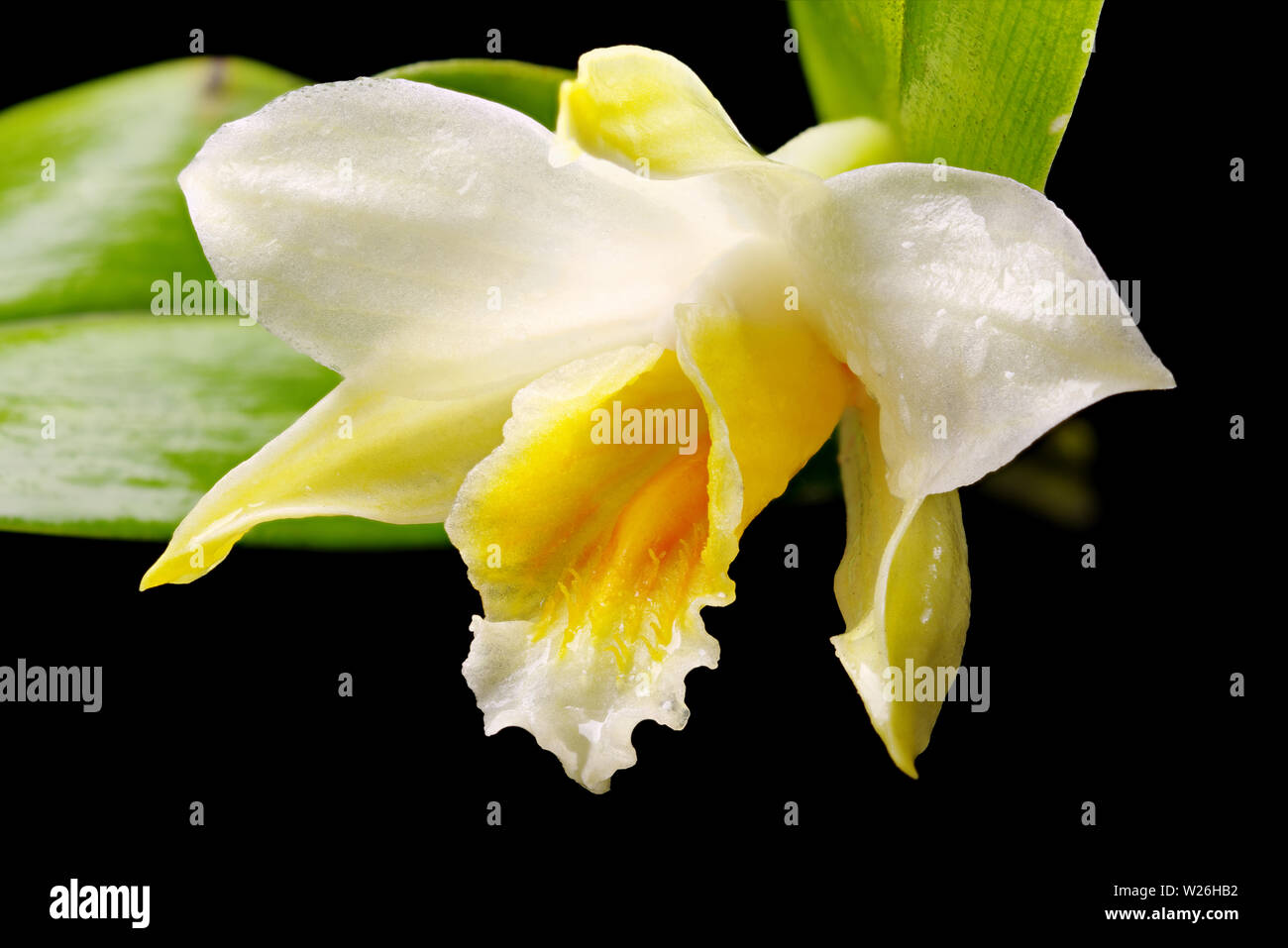 flower of endrobium Stock Photo - Alamy