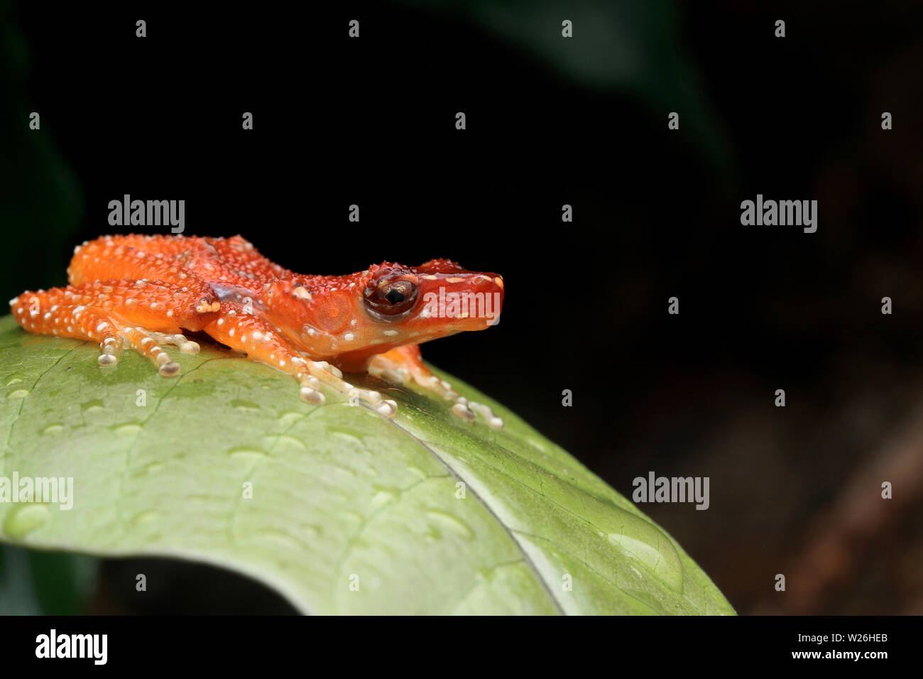 White spotted tree frogs hi-res stock photography and images - Alamy