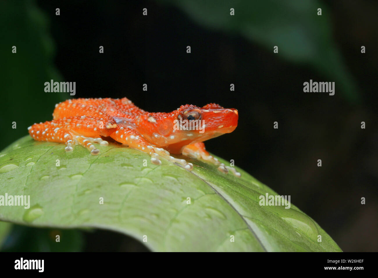 Cinnamon frog, cinnamon treefrog Stock Photo - Alamy