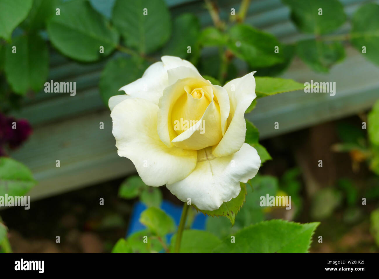 Elina tea rose hi-res stock photography and images - Alamy