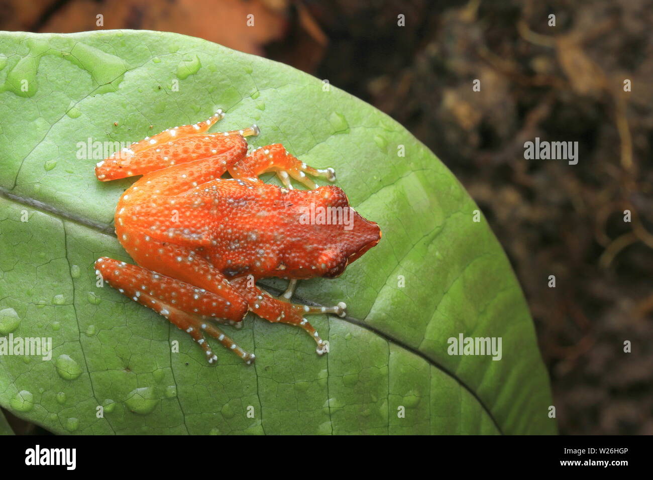Cinnamon tree frogs hi-res stock photography and images - Alamy