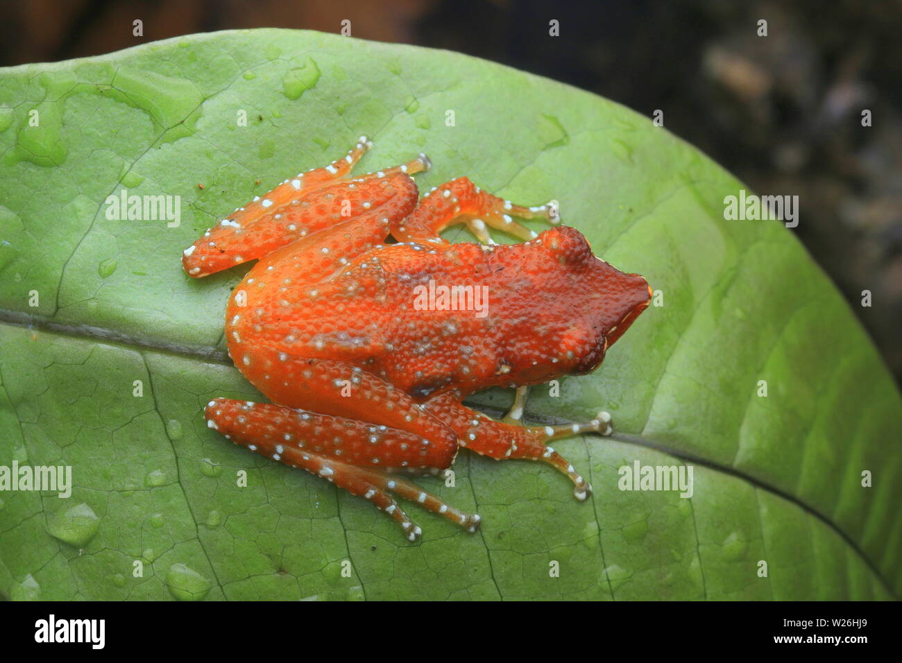 Graceful tree frog hi-res stock photography and images - Alamy