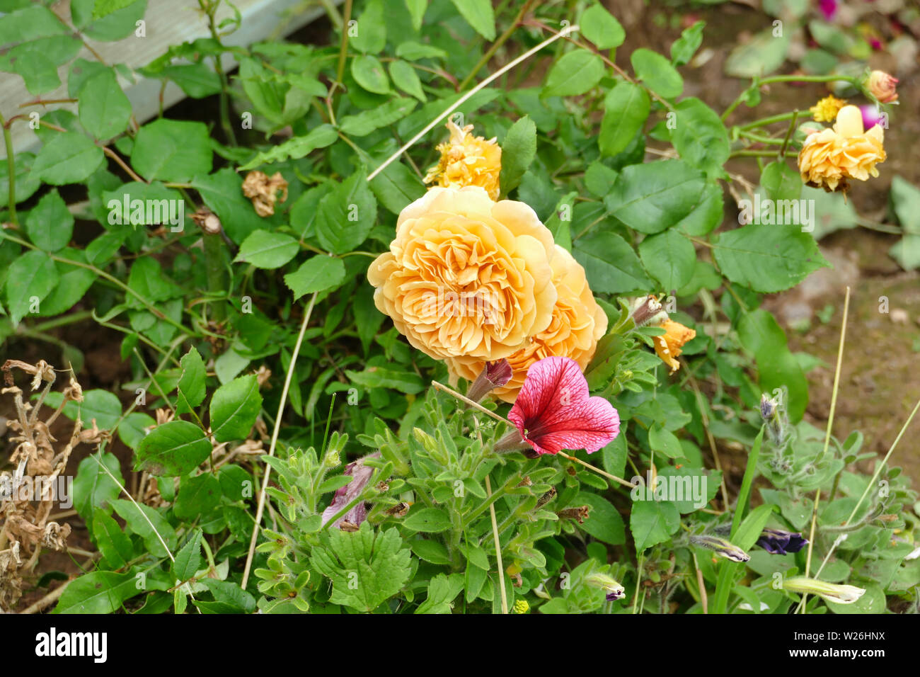 Lady of Shallot rose Stock Photo - Alamy