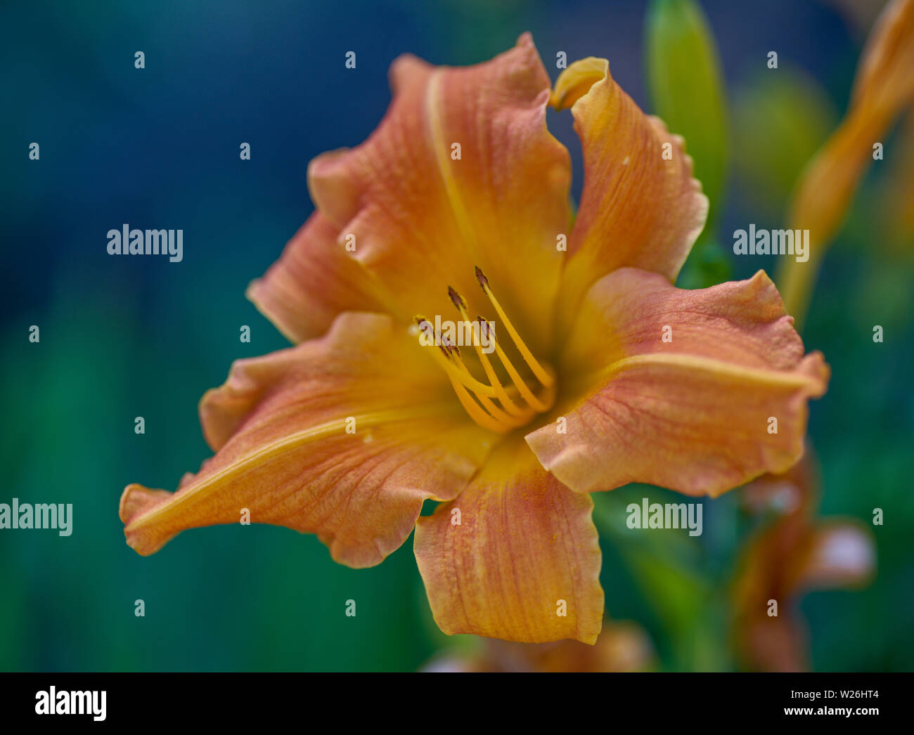 Lush colorful day lily blossom close up Stock Photo - Alamy