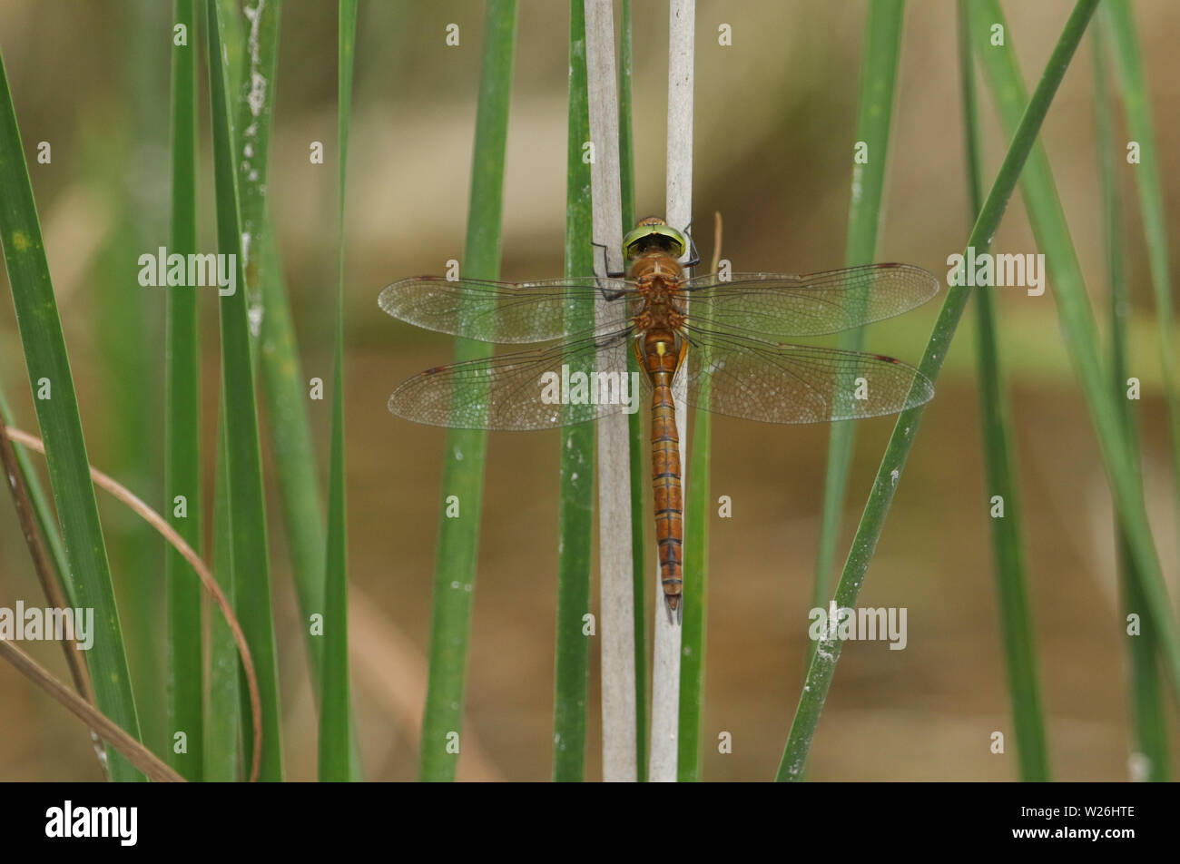 A beautiful Norfolk Hawker Dragonfly, Anaciaeschna isoceles, perching ...