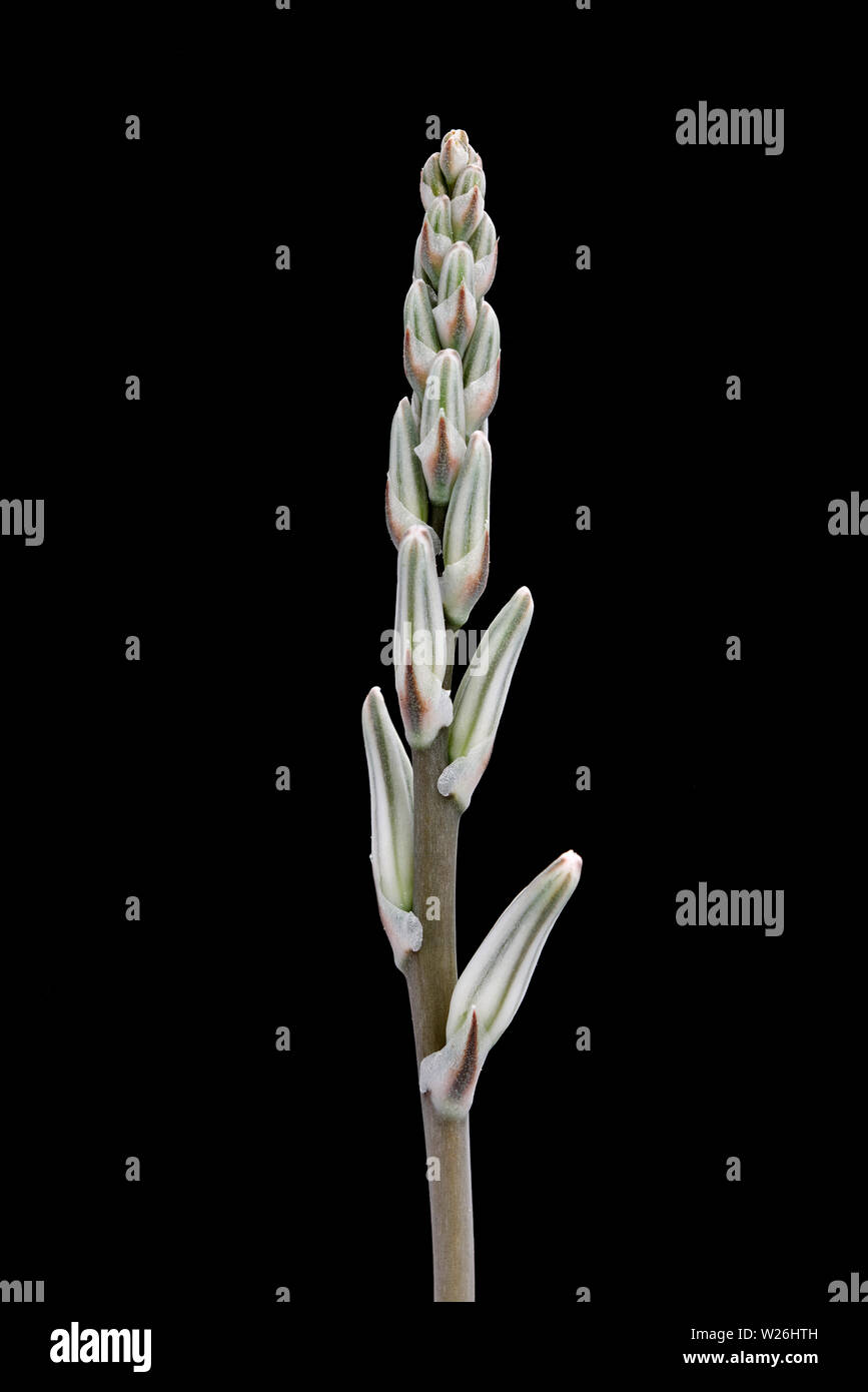 Scape flower hi-res stock photography and images - Alamy