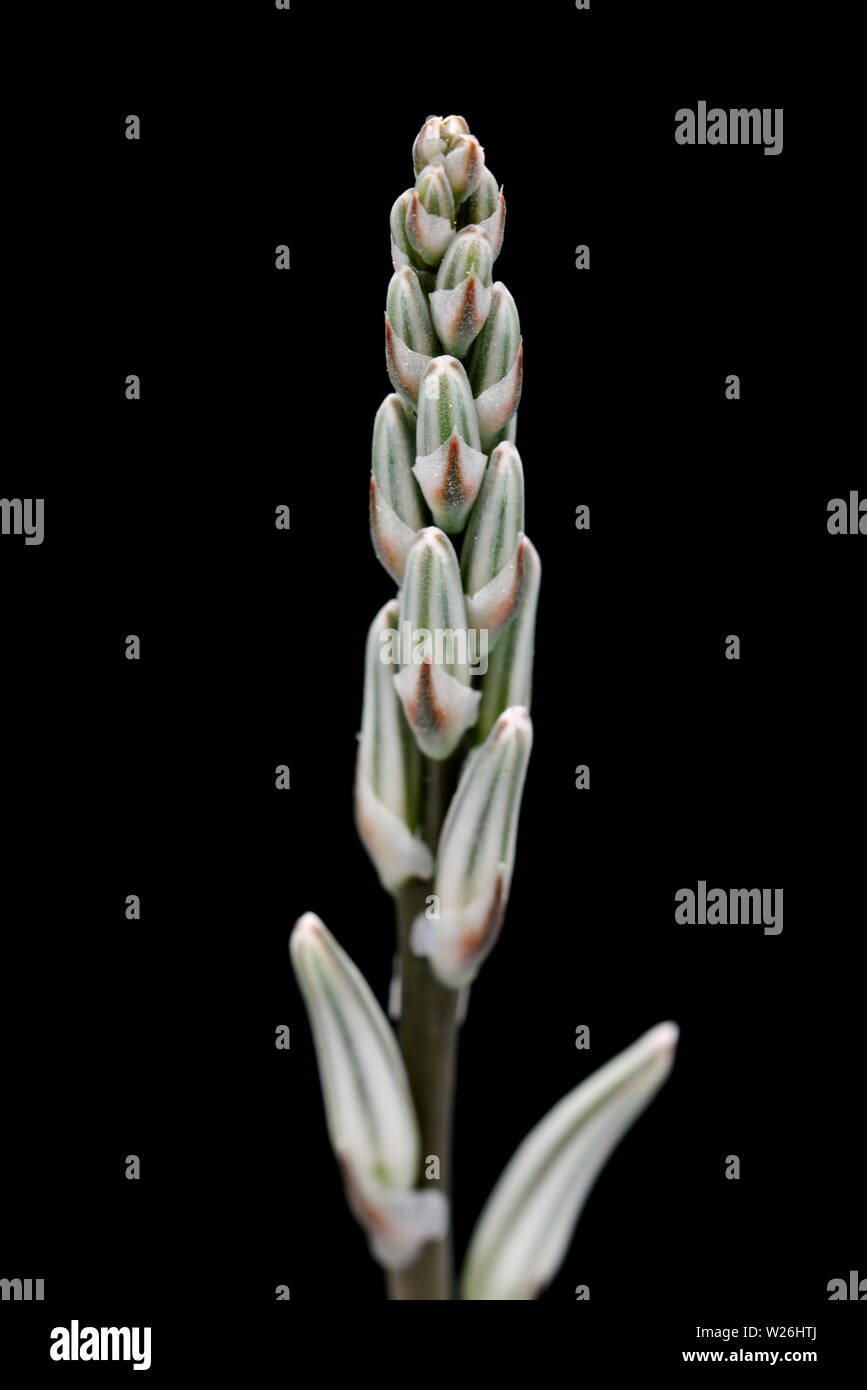 Scape flower hi-res stock photography and images - Alamy