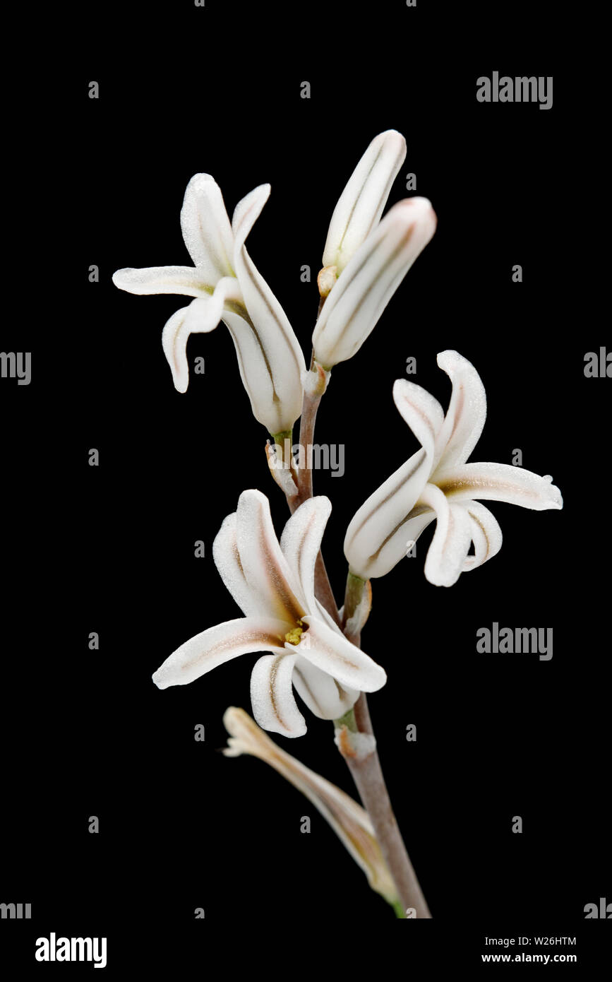 Scape flower hi-res stock photography and images - Alamy