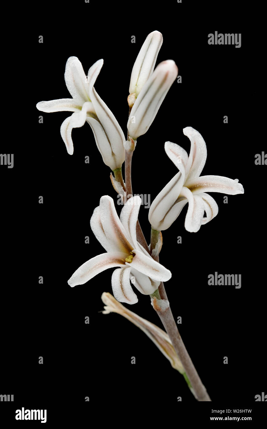 Flower high resolution hi-res stock photography and images - Alamy