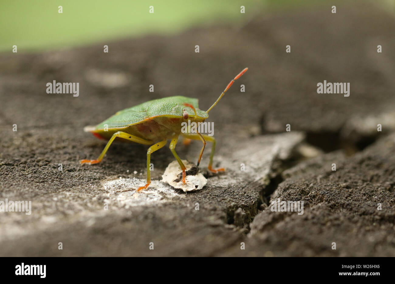 A Common Green Shieldbug, Palomena prasina, feeding standing on a ...