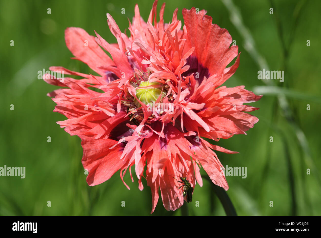 A beautiful Wild Double Poppy flower growing in a meadow in the UK ...