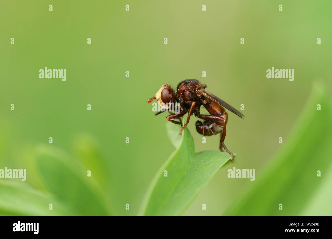 A Thick-headed fly, Conopidae, Sicus ferrugineus, perching on a leaf ...